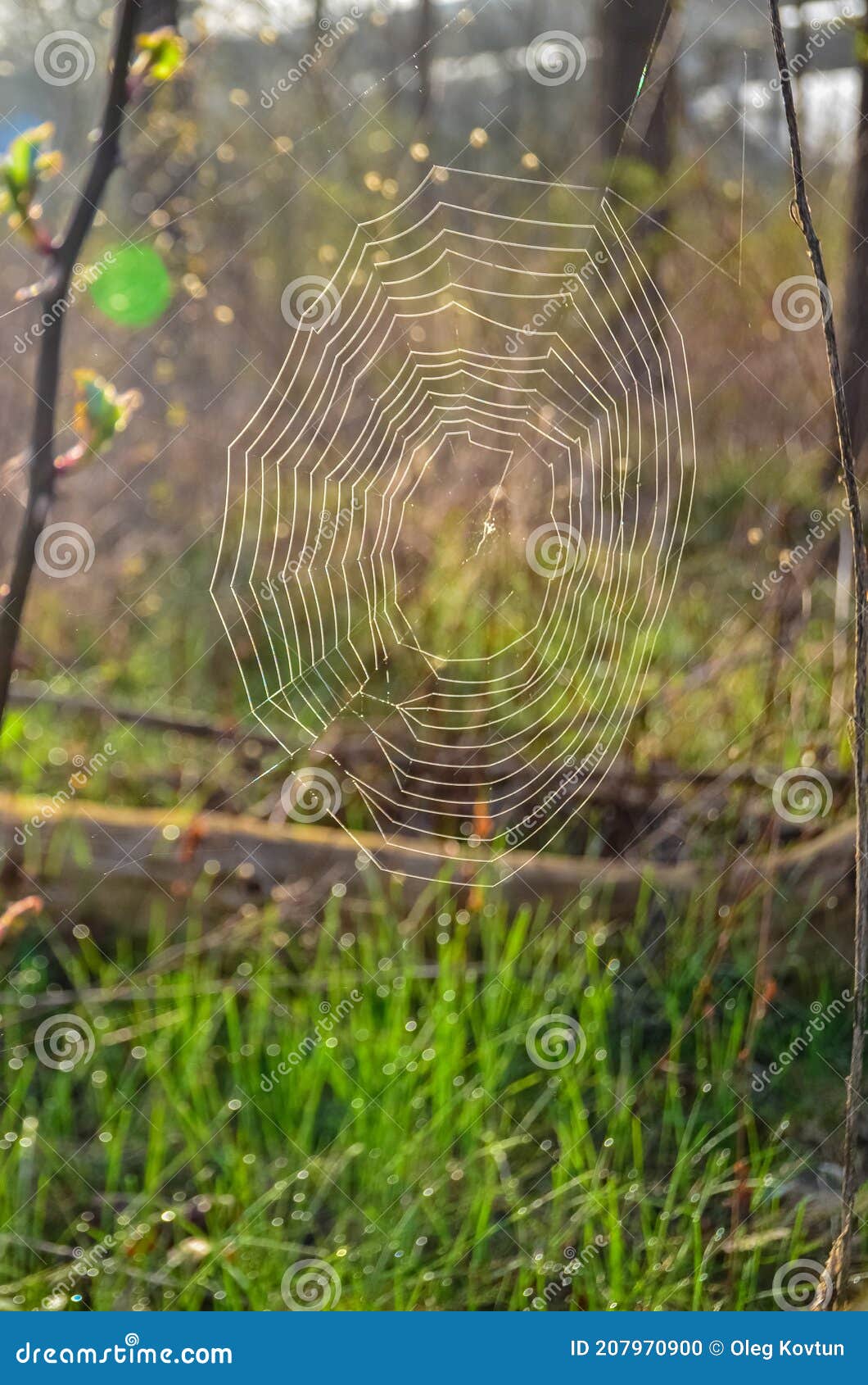 A Round Network of Cobwebs in a Forest Against a Backdrop of Forest and ...