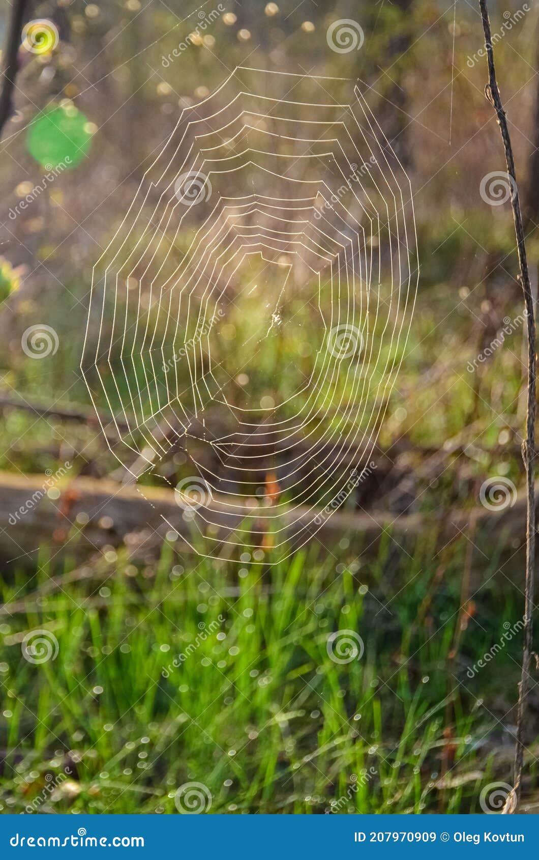 A Round Network of Cobwebs in a Forest Against a Backdrop of Forest and ...