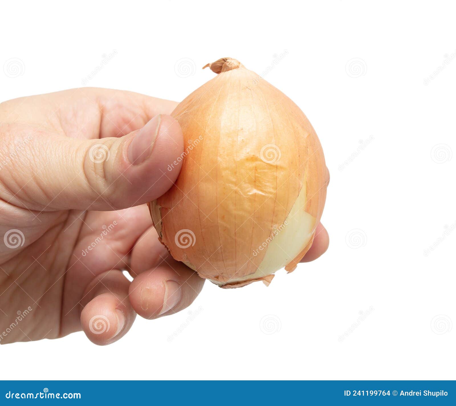 Round Onion in Hand Isolated on White Background. Stock Photo - Image ...