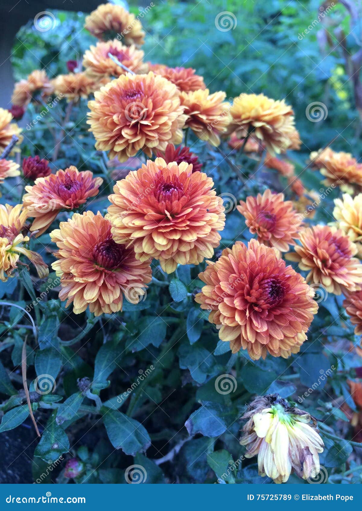 Round Orange Flowers stock image. Image of floral, orange - 75725789