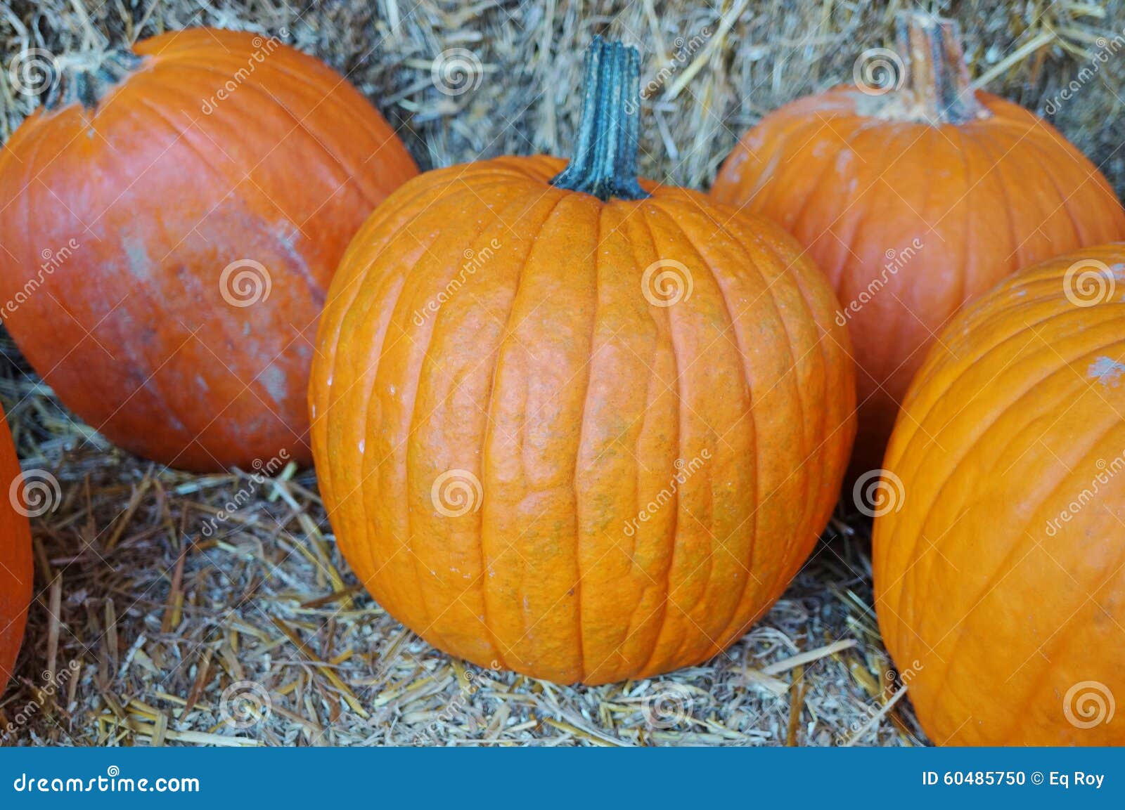 Round orange pumpkins stock photo. Image of round, pumpkin - 60485750