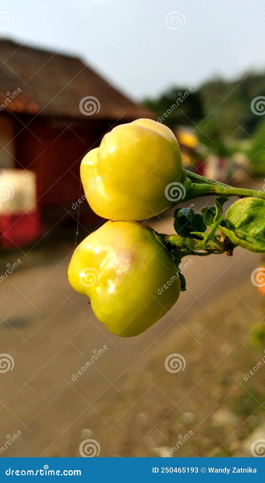 Round ornamental chili stock image. Image of spicy, chili - 250465193
