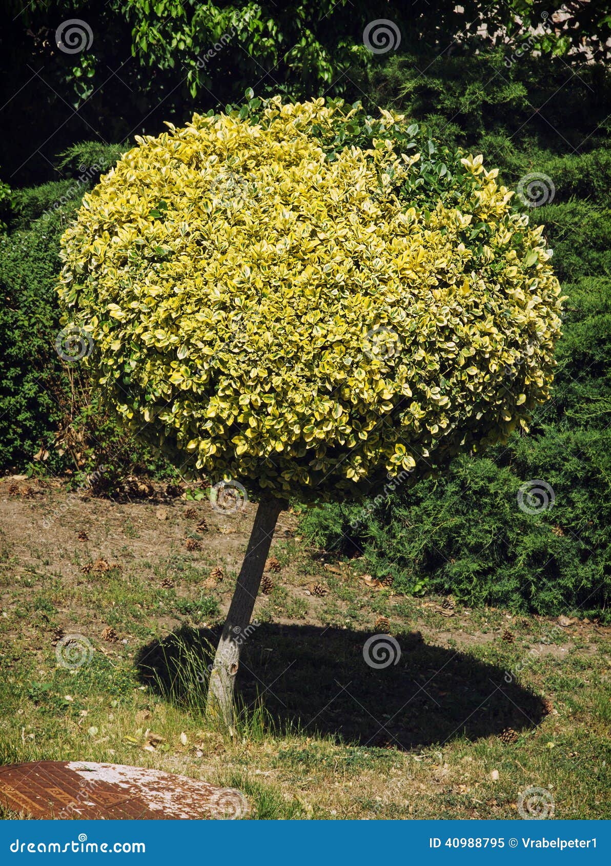 Round ornamental tree stock image. Image of bright, floral - 40988795