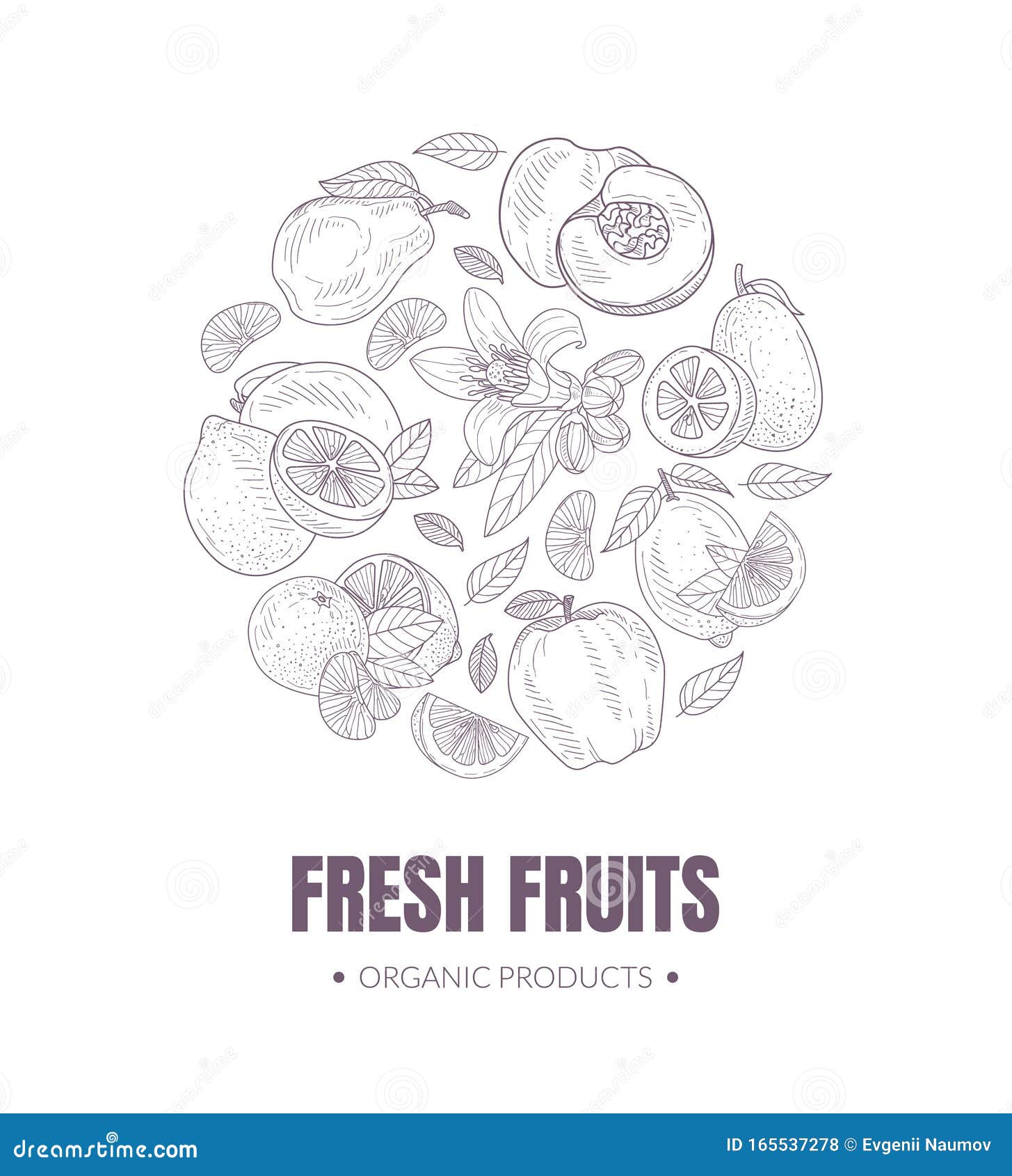 Round Pattern of Contours of Fruits. Vector Illustration. Stock Vector ...