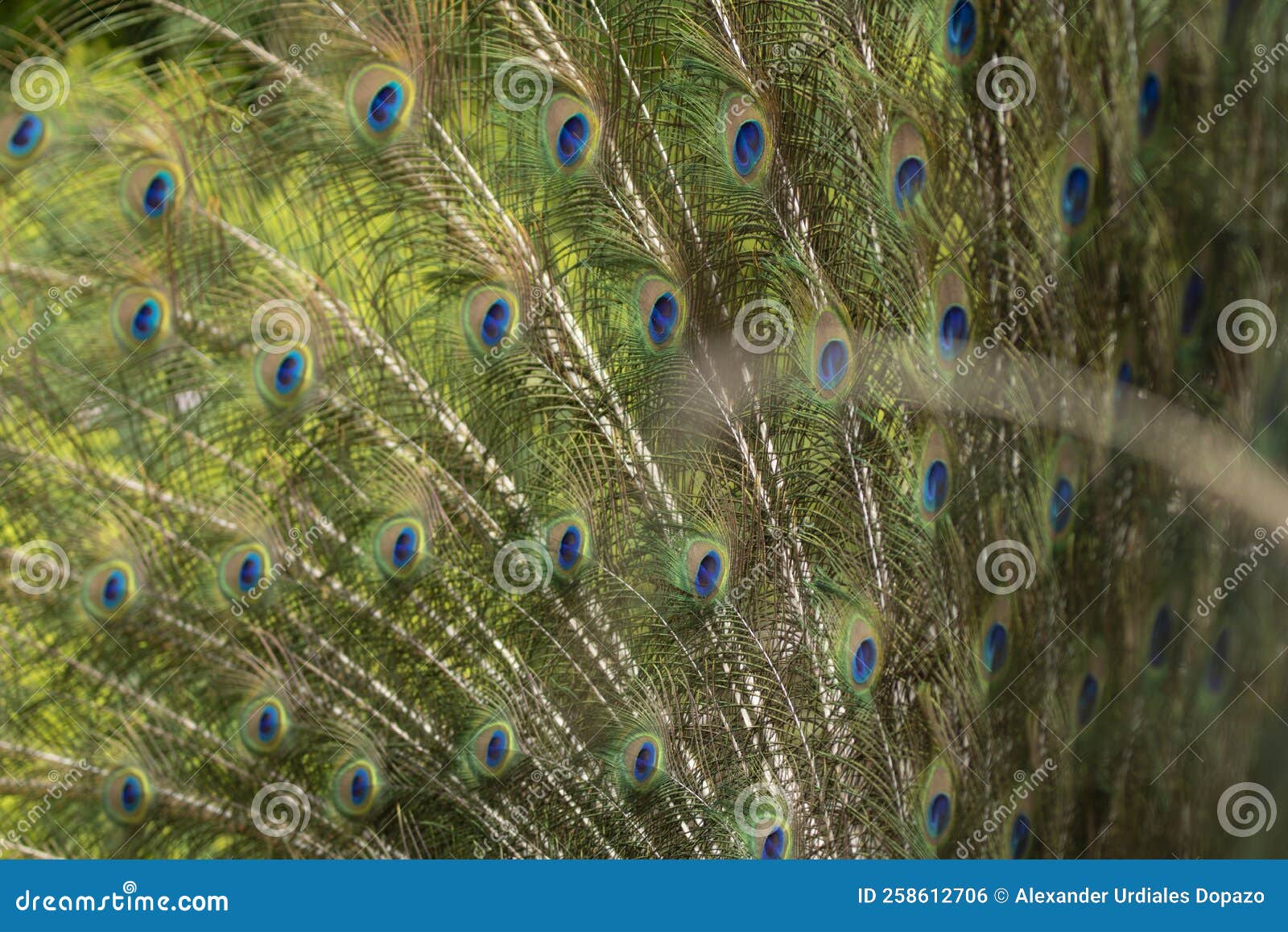 Round Pattern in Peacock Feathers Close Up Stock Photo - Image of blue ...