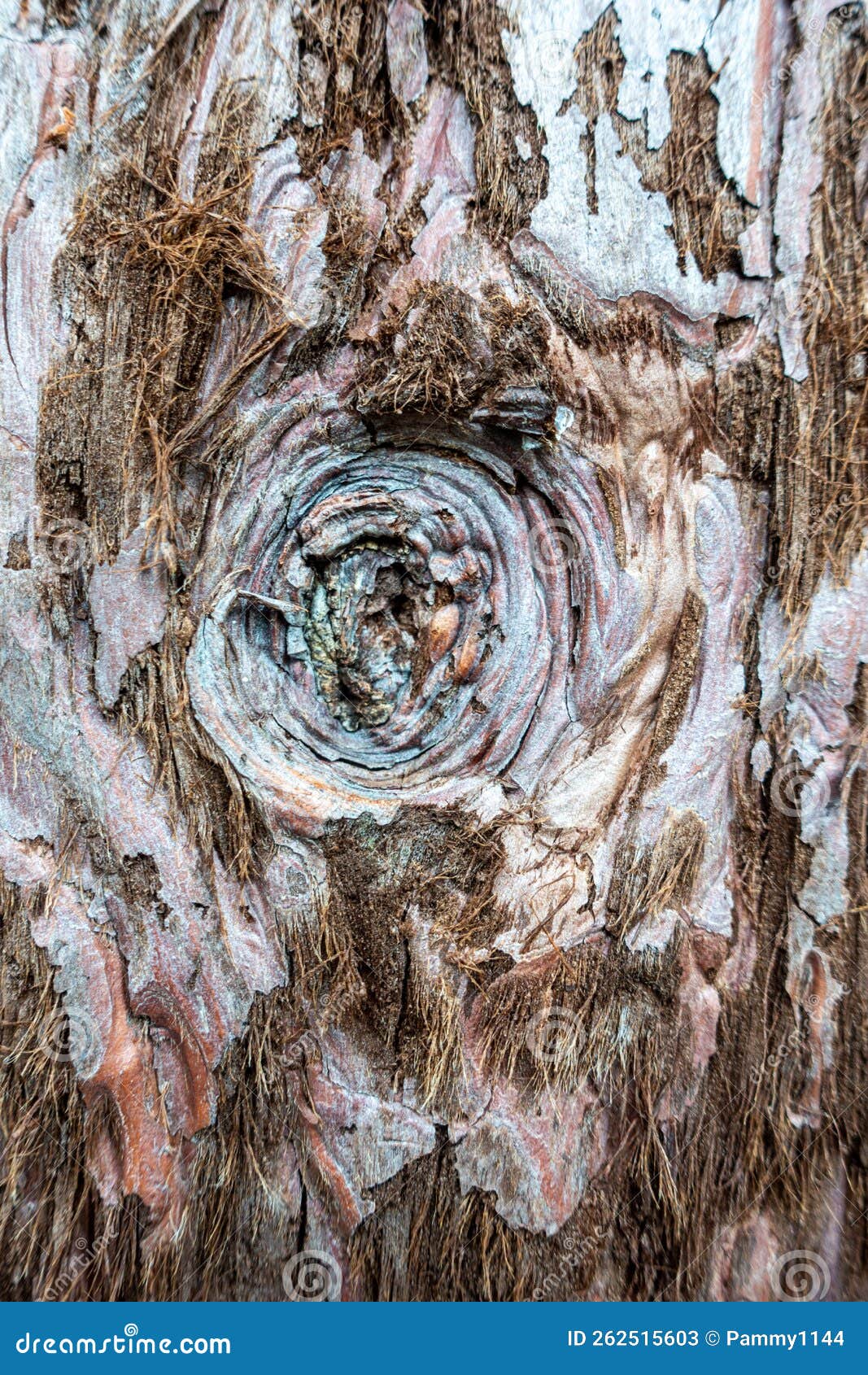 Round Pattern in Rough Brown Tree Bark Stock Image - Image of natural ...