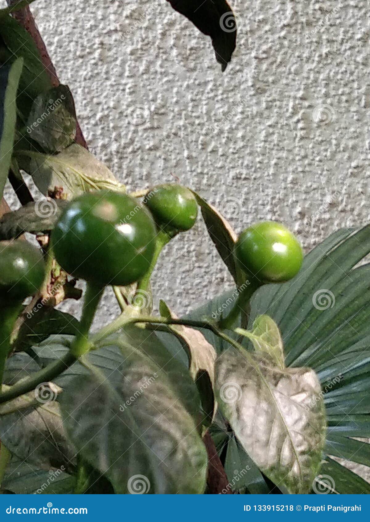 Round pepper stock photo. Image of pepper, round, green - 133915218