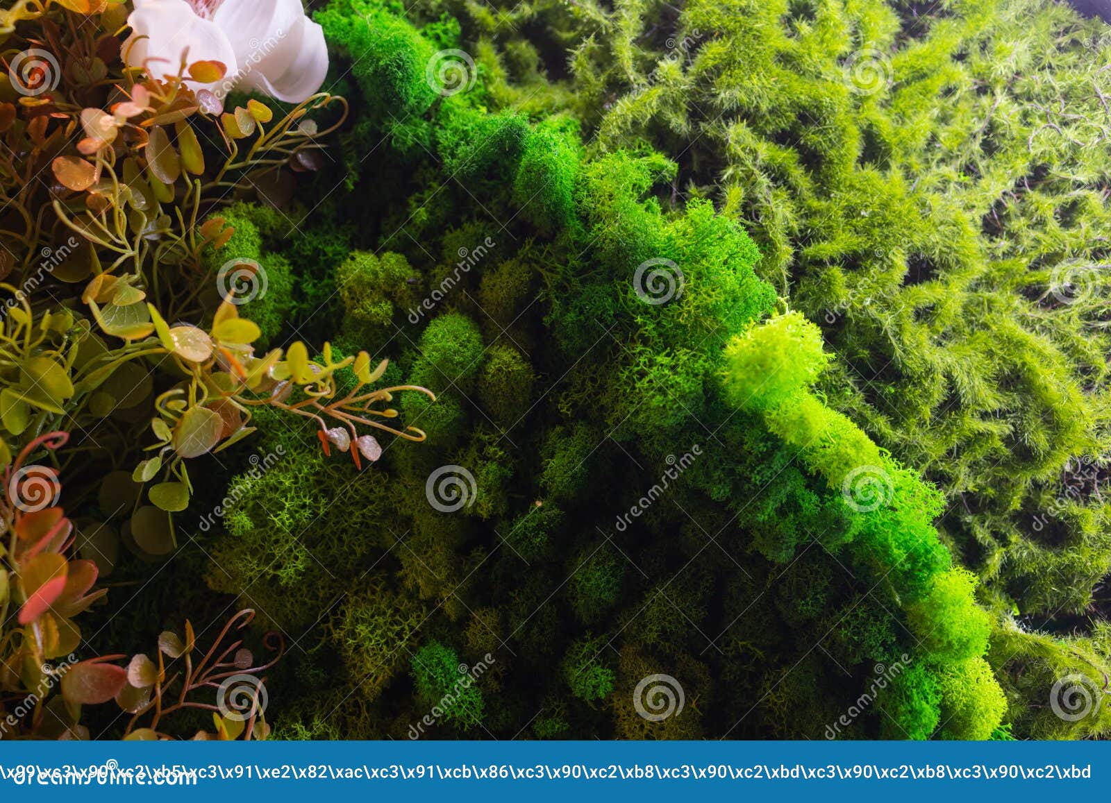 Round Picture of Green Decorative Moss with LED Lighting on the Wall ...