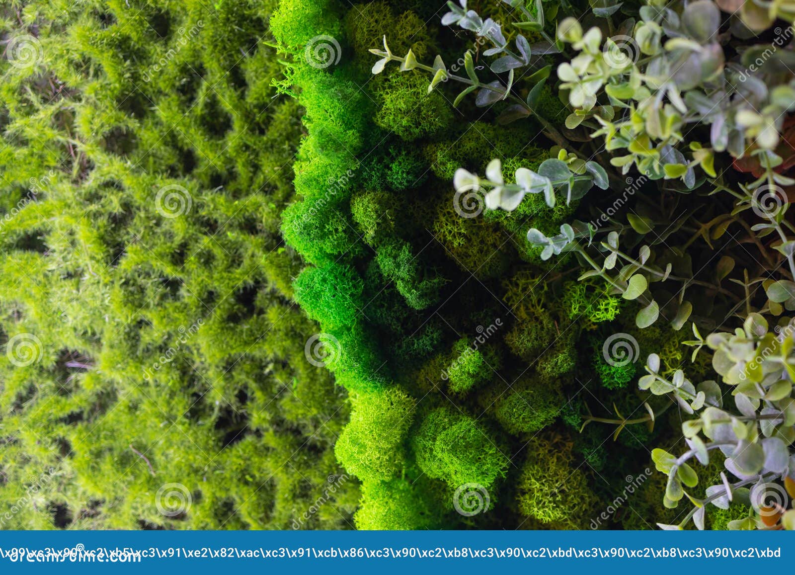 Round Picture of Green Decorative Moss with LED Lighting on the Wall ...