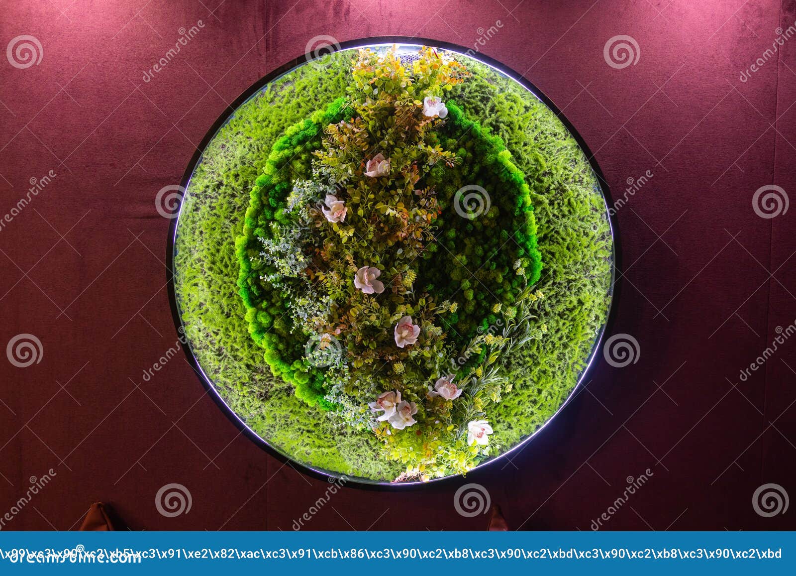 Round Picture of Green Decorative Moss with LED Lighting on the Wall ...