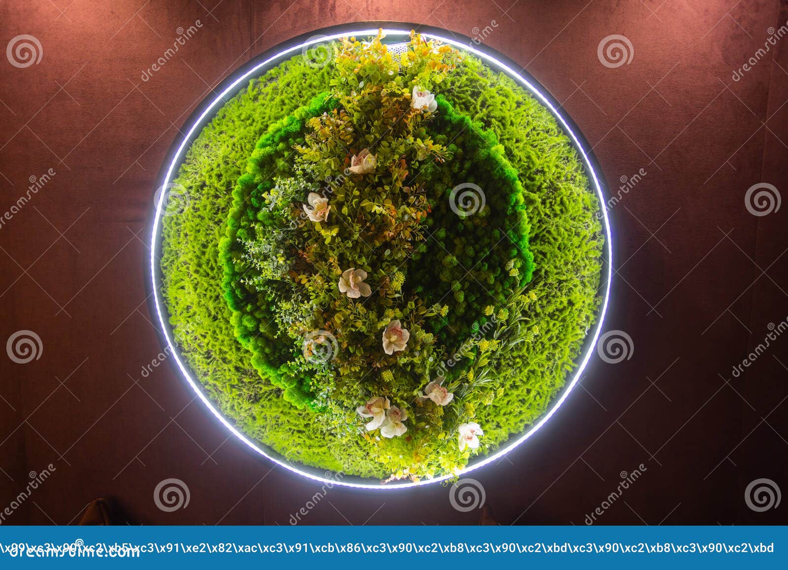 Round Picture of Green Decorative Moss with LED Lighting on the Wall ...