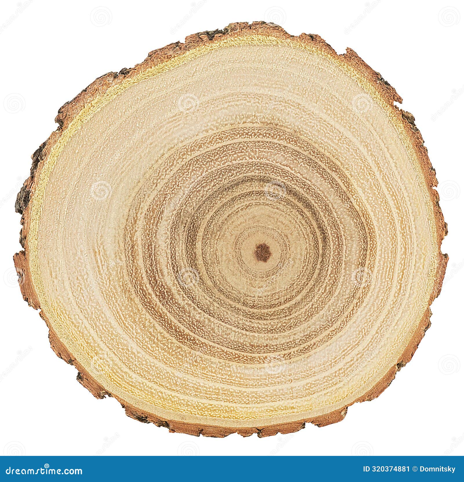 Round Piece of Wood in Cross Section with Wood Texture Pattern Isolated ...