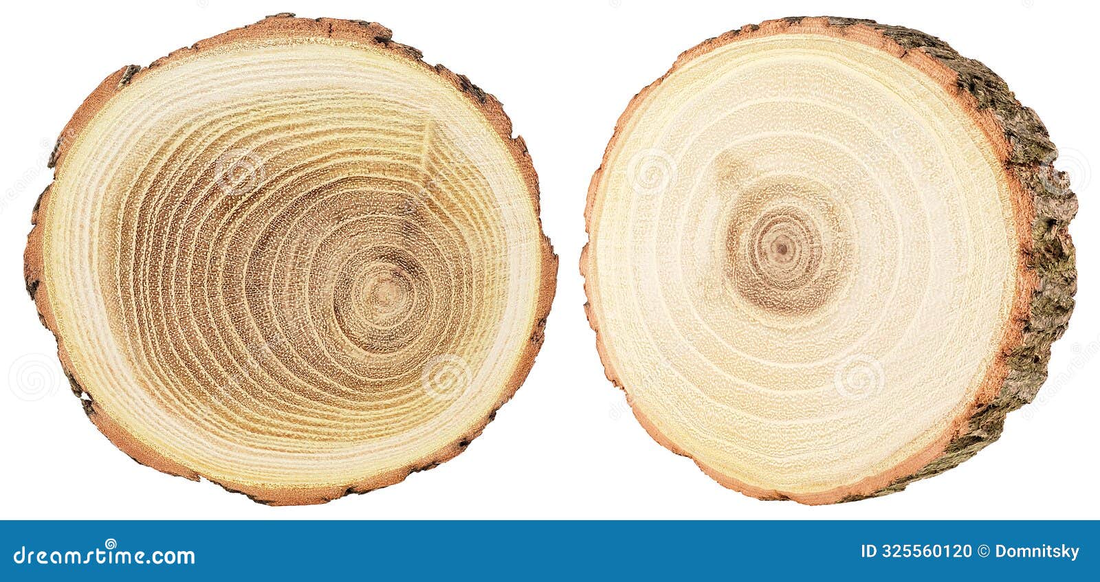 Round Pieces of Wood in Cross Section with Wood Texture Pattern ...