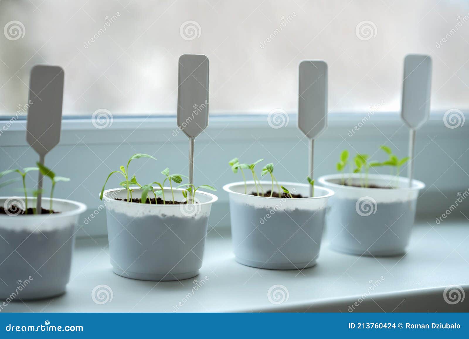 Sprout Tags Photos - Free & Royalty-Free Stock Photos from Dreamstime