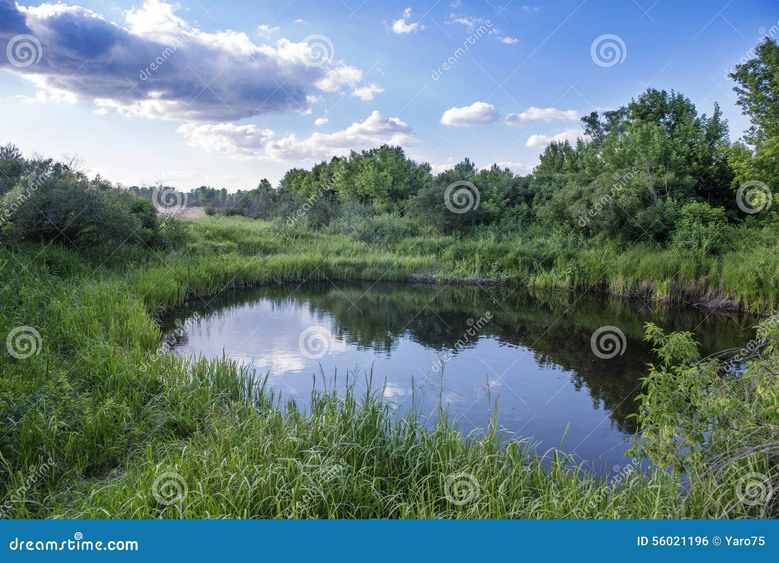 Round pond stock photo. Image of forest, ripple, round - 56021196