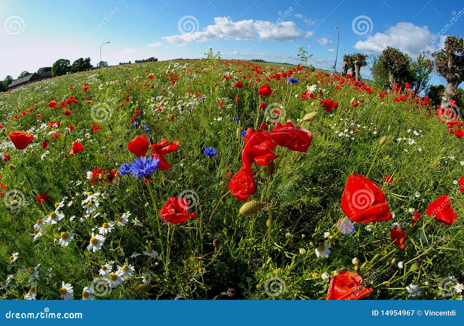 Round poppy field stock image. Image of flowers, view - 14954967