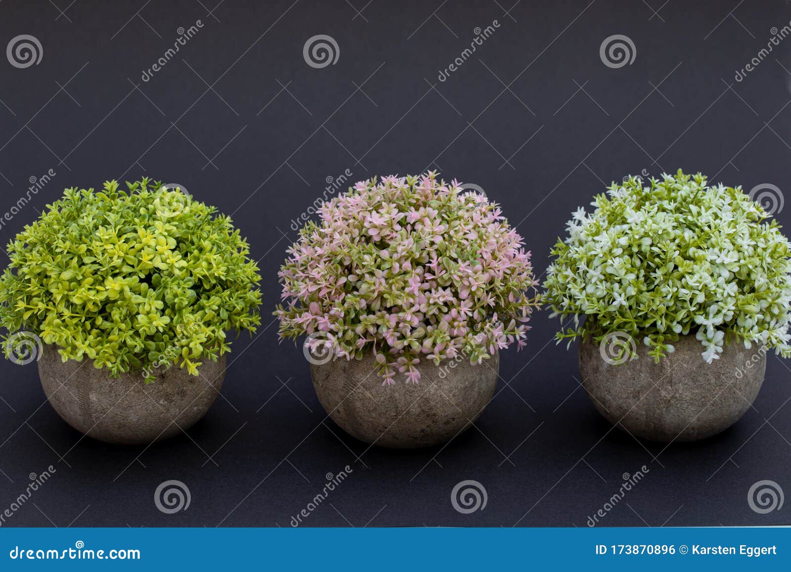 3 Round Potted Plants Stand Side by Side on a Dark Base Stock Photo ...