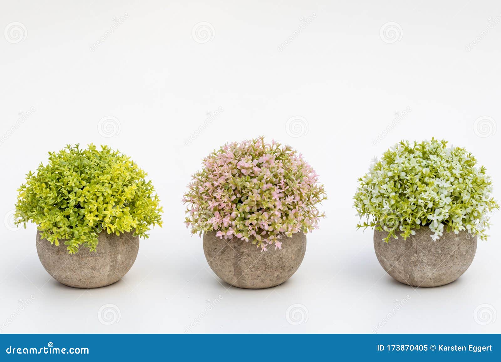 3 Round Potted Plants Stand Side by Side on a White Base Stock Image ...