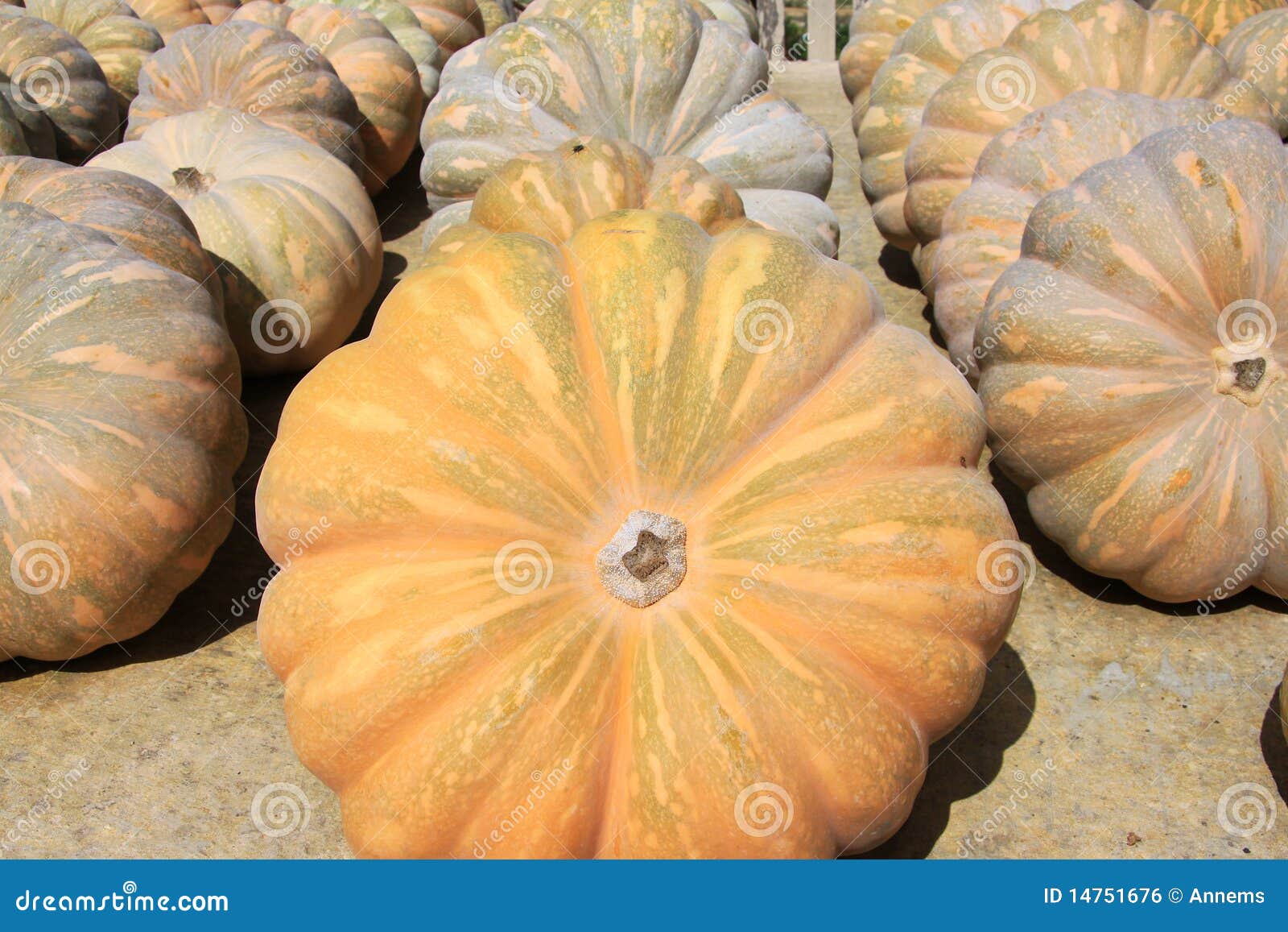 Round pumpkins stock photo. Image of structure, thanksgiving - 14751676
