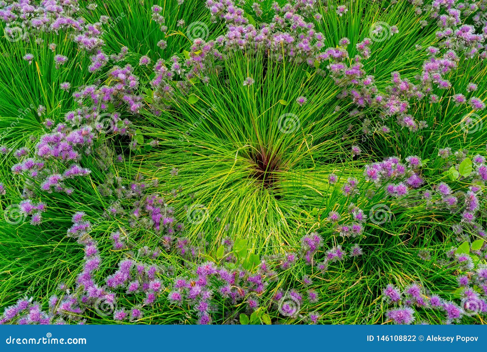 Round Purple Flowers on Long Green Stems Stock Photo - Image of plants ...