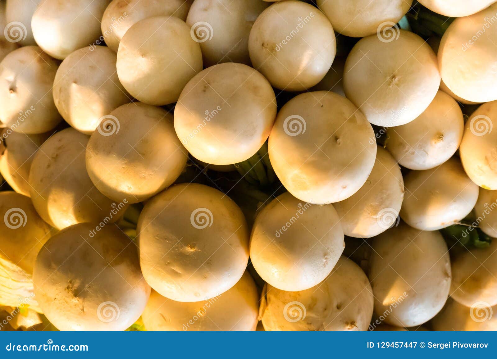 Round Radish White Vegetable Pattern Stack of Useful Products Base of ...