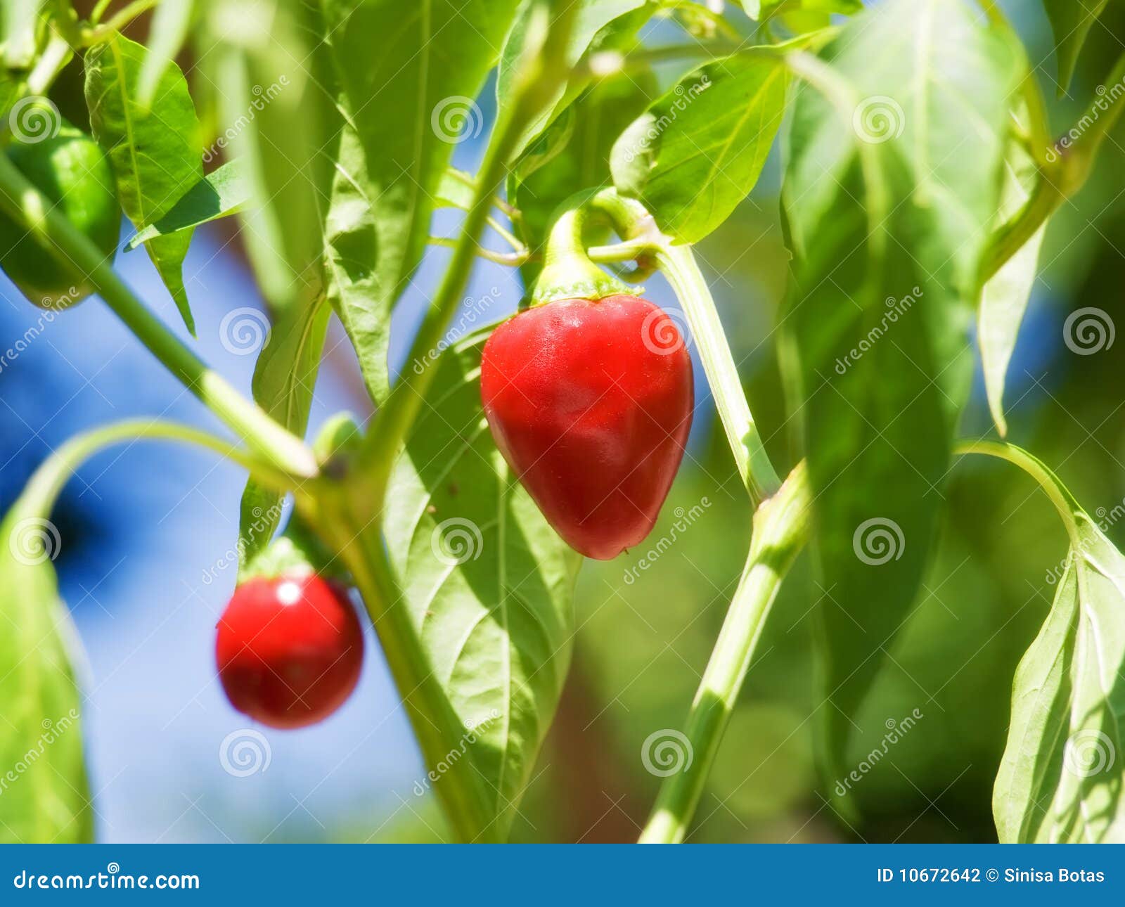 Round red chilli stock photo. Image of chile, green, chilly - 10672642
