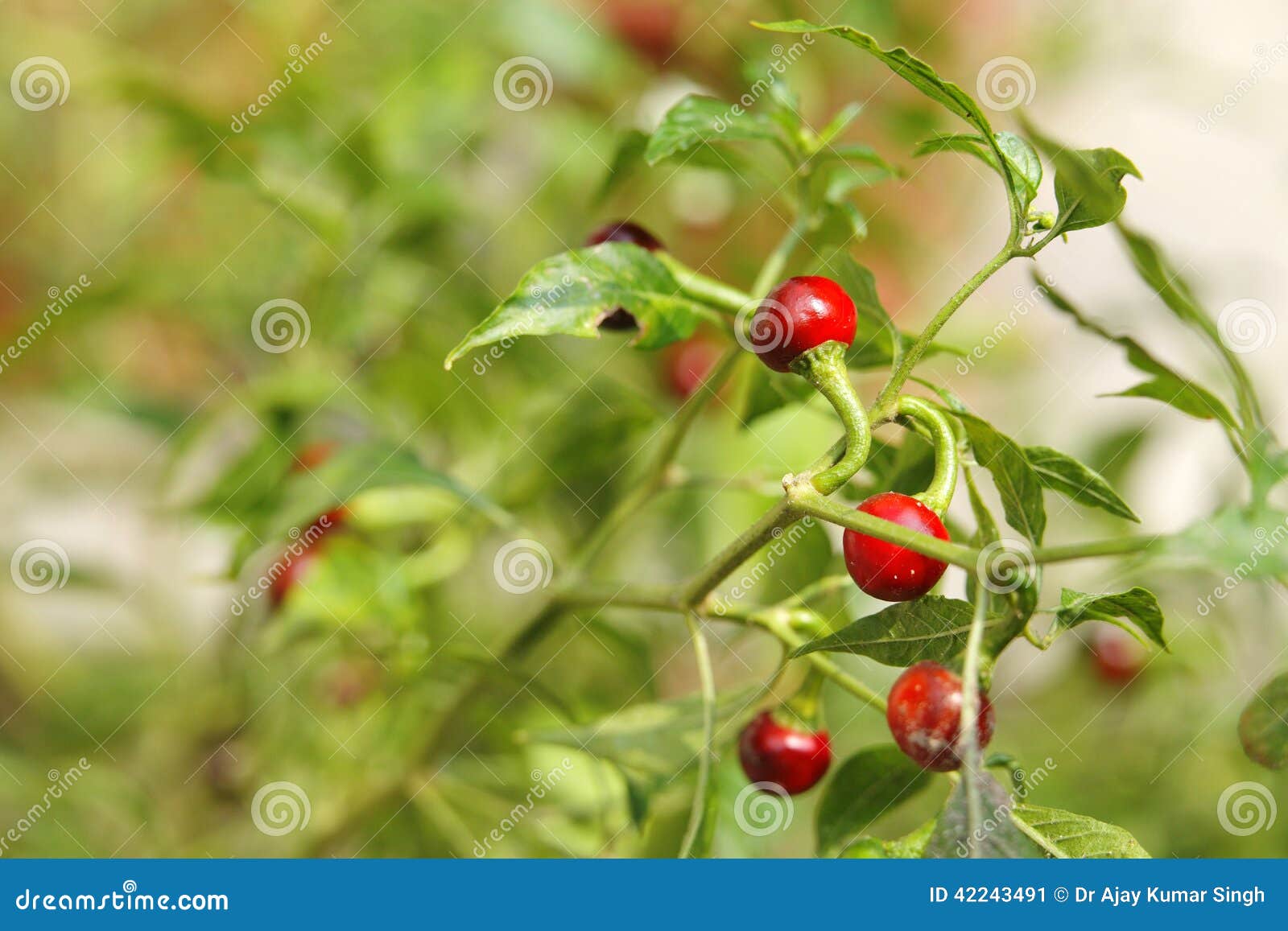 Round red chilly plant stock image. Image of jalapeno - 42243491