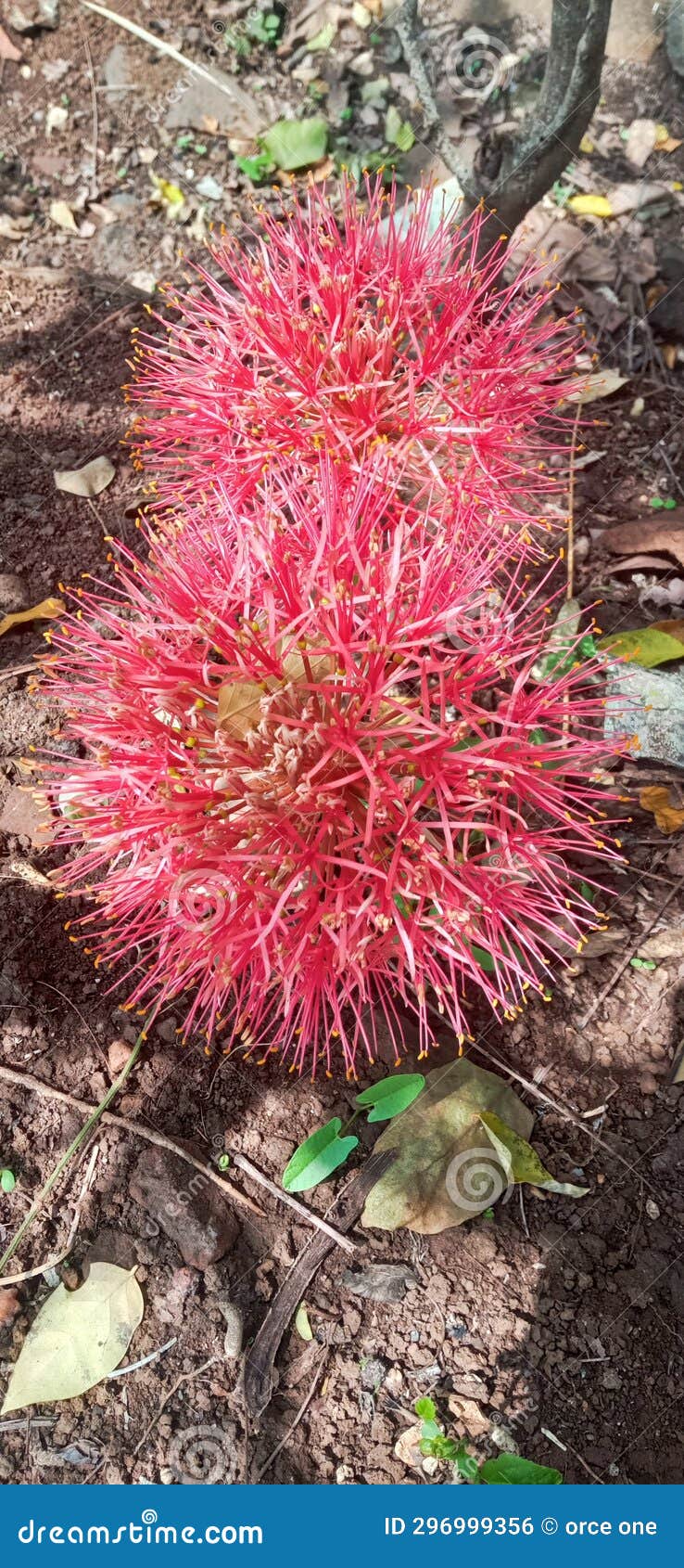 Round Red Flowers Bloom after Rain Stock Photo - Image of round, bloom ...