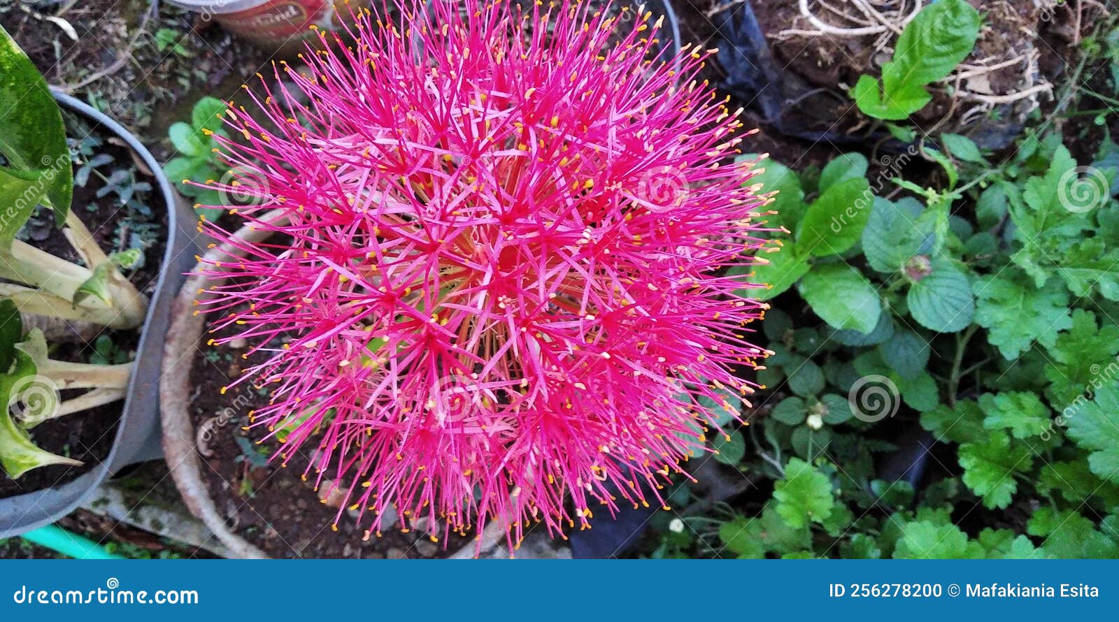 Round Red Flowers in the Yard. Stock Photo - Image of garden, herb ...