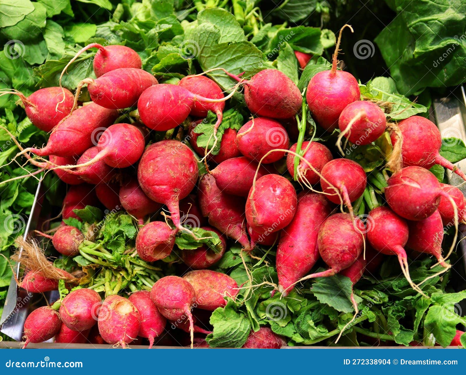 Radish stock photo. Image of freshness, closeup, harvest - 272338904