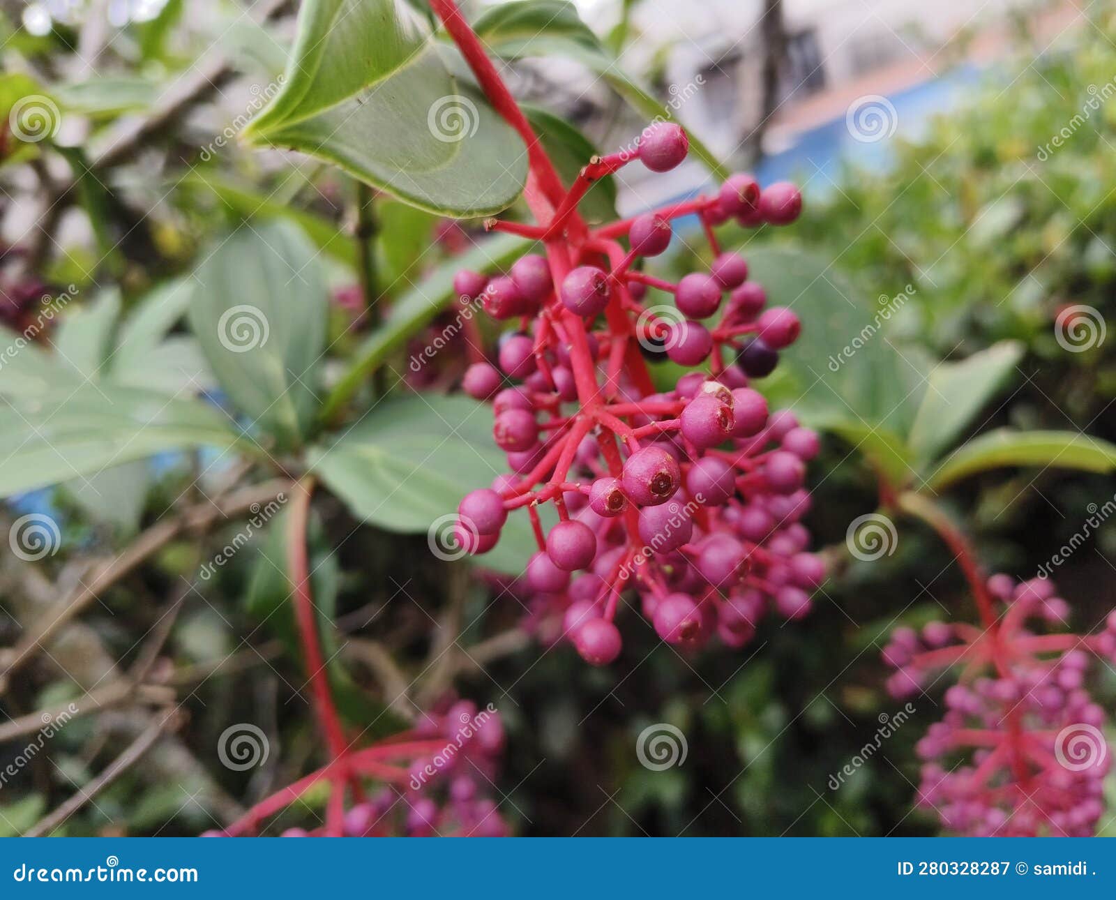 Round Reddish Flowers Taste Very Sweet Stock Image - Image of taste ...