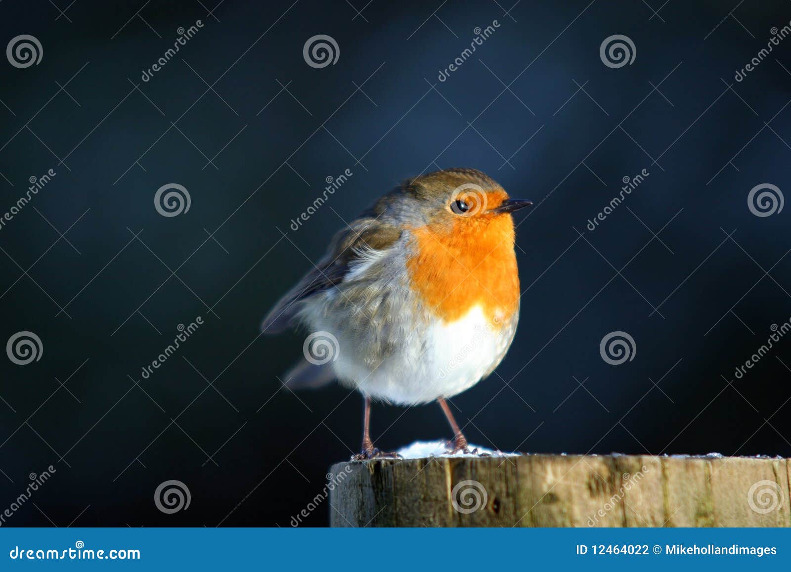 Round Robin stock photo. Image of post, snowy, robin - 12464022