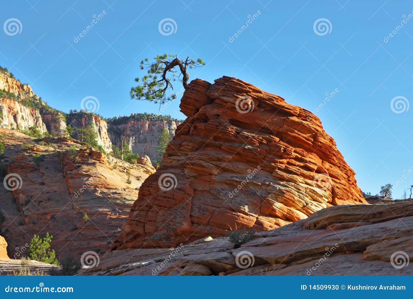 The Round Rock of Red Sandstone Stock Photo - Image of tree, zion: 14509930