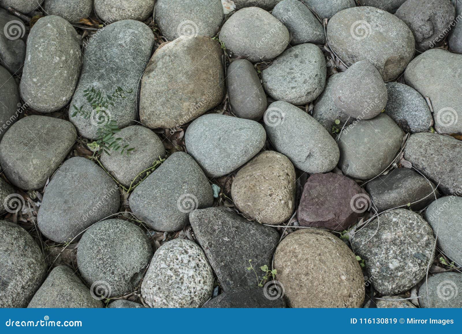 Rock Bed or Rounded Smooth Stones Stock Image - Image of wallpaper ...