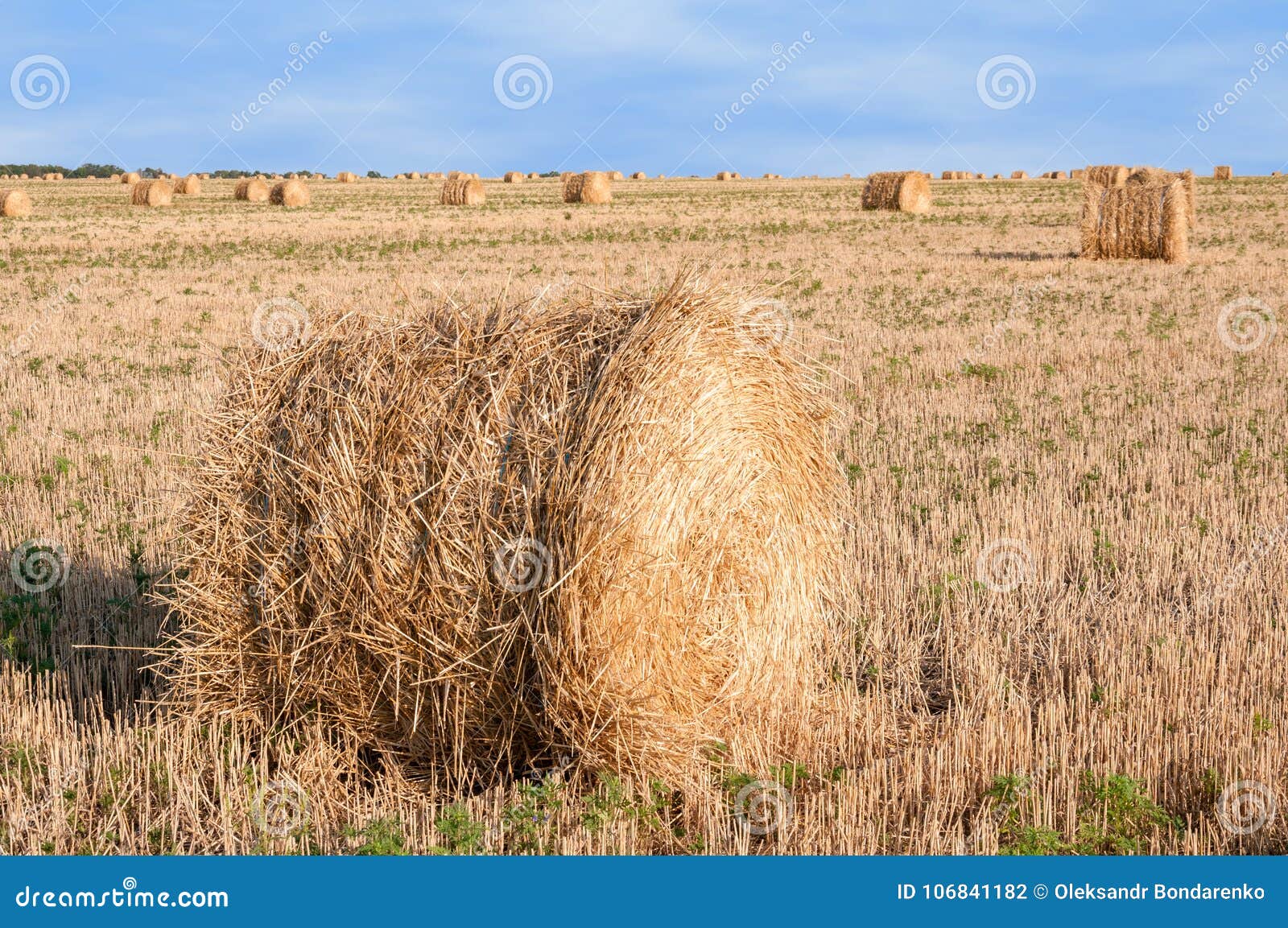 Rolled hay pack stock photo. Image of industry, golden - 106841182