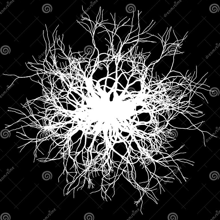 Round Roots on Black - Vector Illustration Stock Vector - Illustration ...