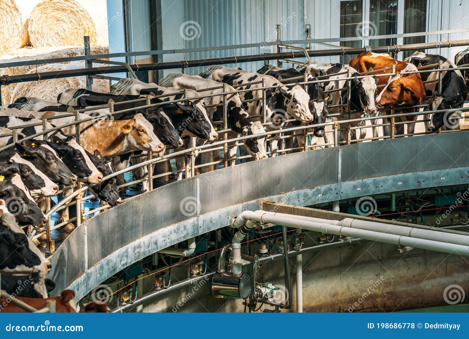 Round Rotary Machine for Milking Cows in Dairy Farm Stock Photo - Image ...