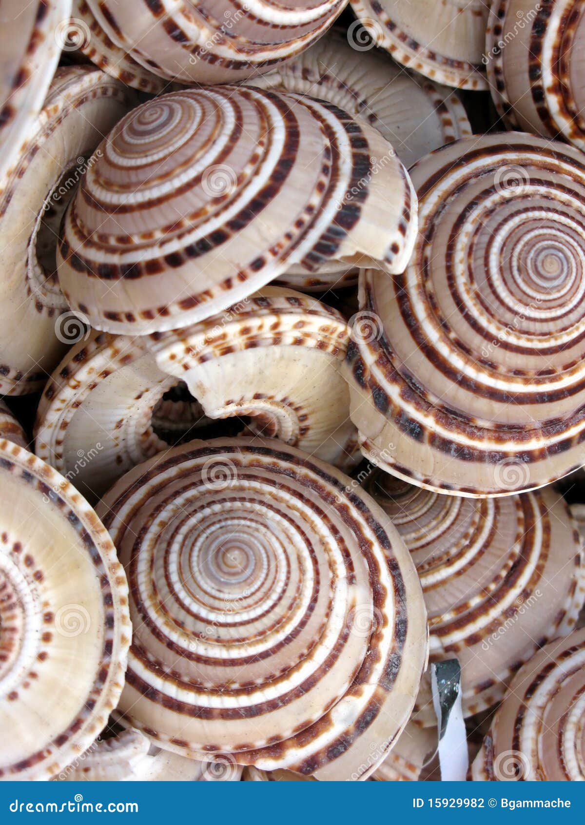 Round sea shells stock photo. Image of aquatic, luxury - 15929982