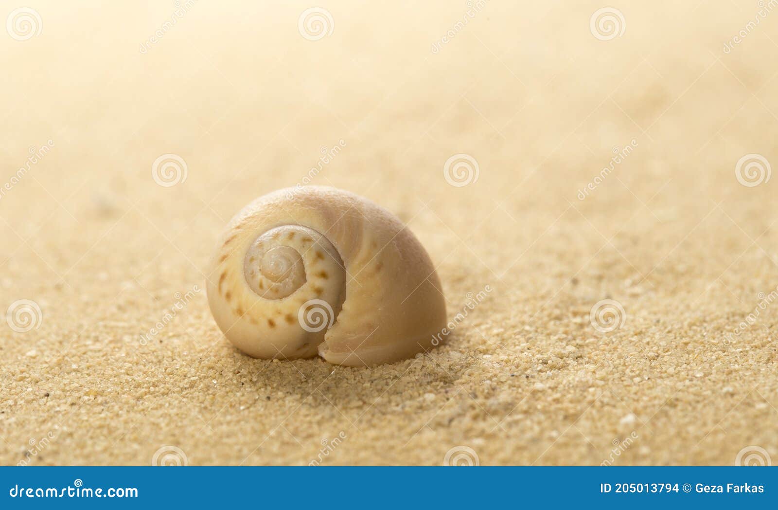 Round Sea Snail Shell on the Mediterranean Sandy Beach Stock Photo ...