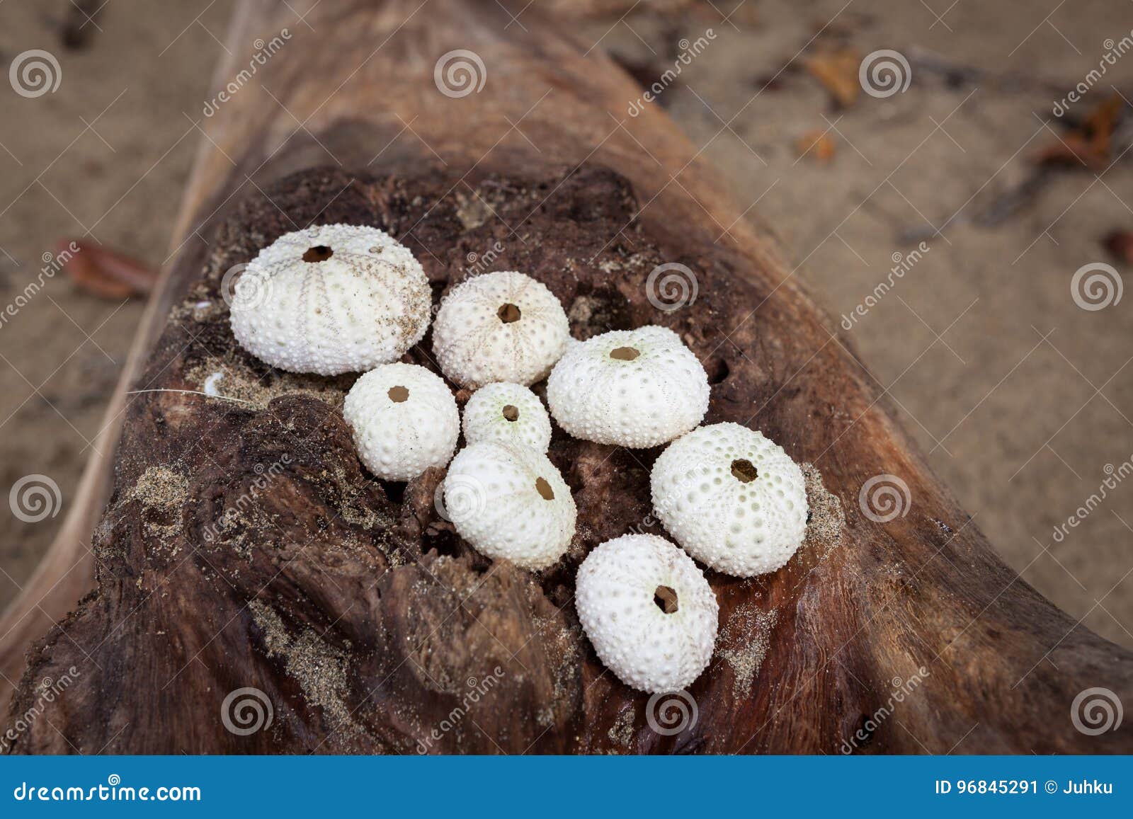 Round seashells on log stock image. Image of bumpy, exotic - 96845291