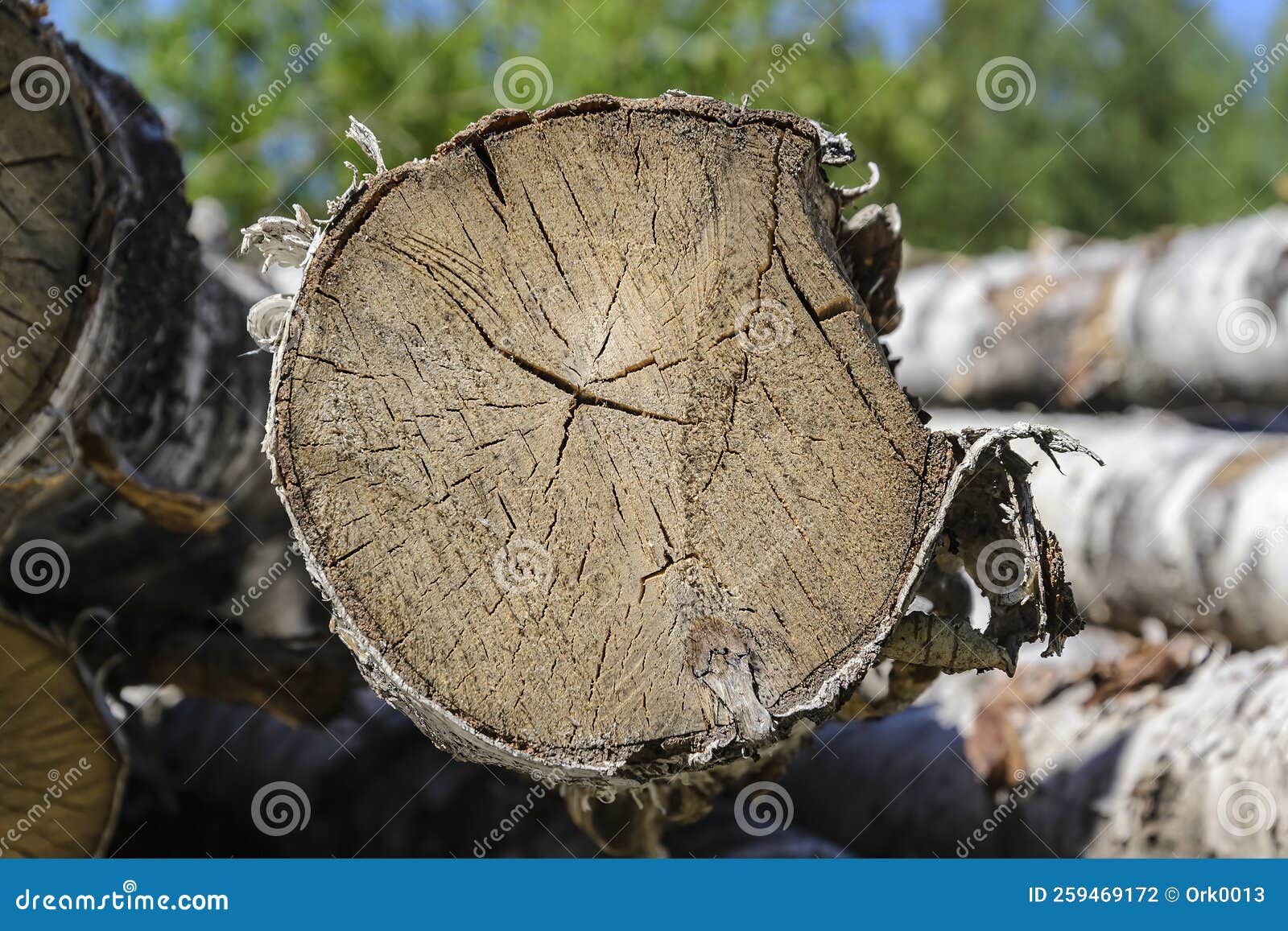 Round Section of a Tree Trunk Stock Photo - Image of process, growth ...