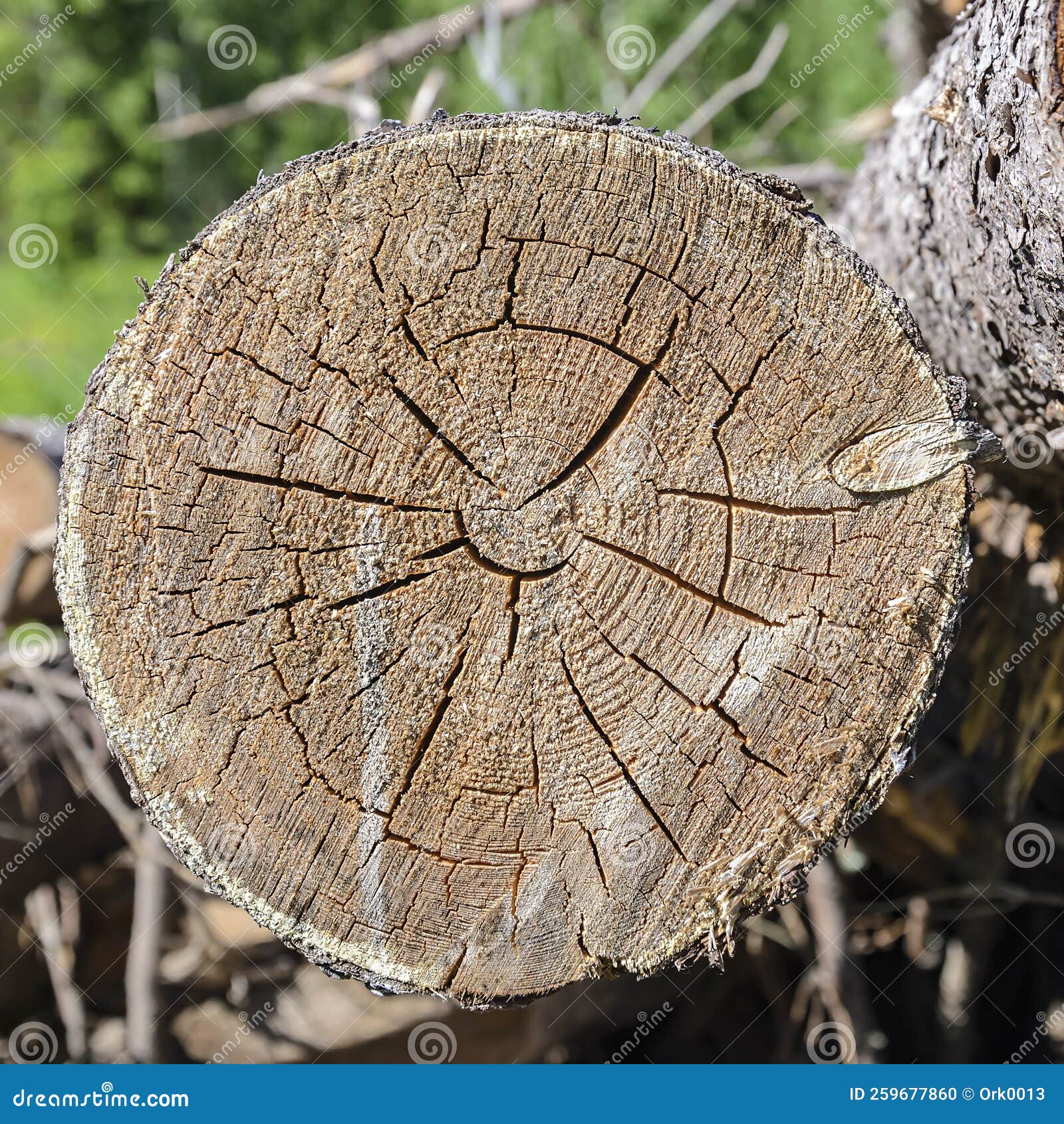 Round Section of a Tree Trunk Stock Photo - Image of large, life: 259677860