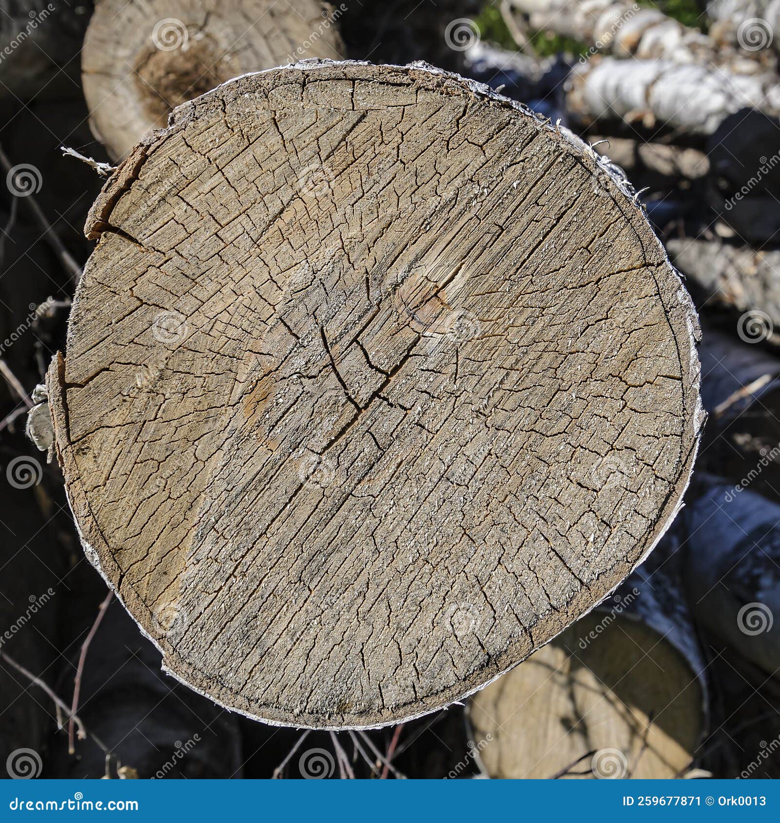 Round Section of a Tree Trunk Stock Image - Image of realistic ...