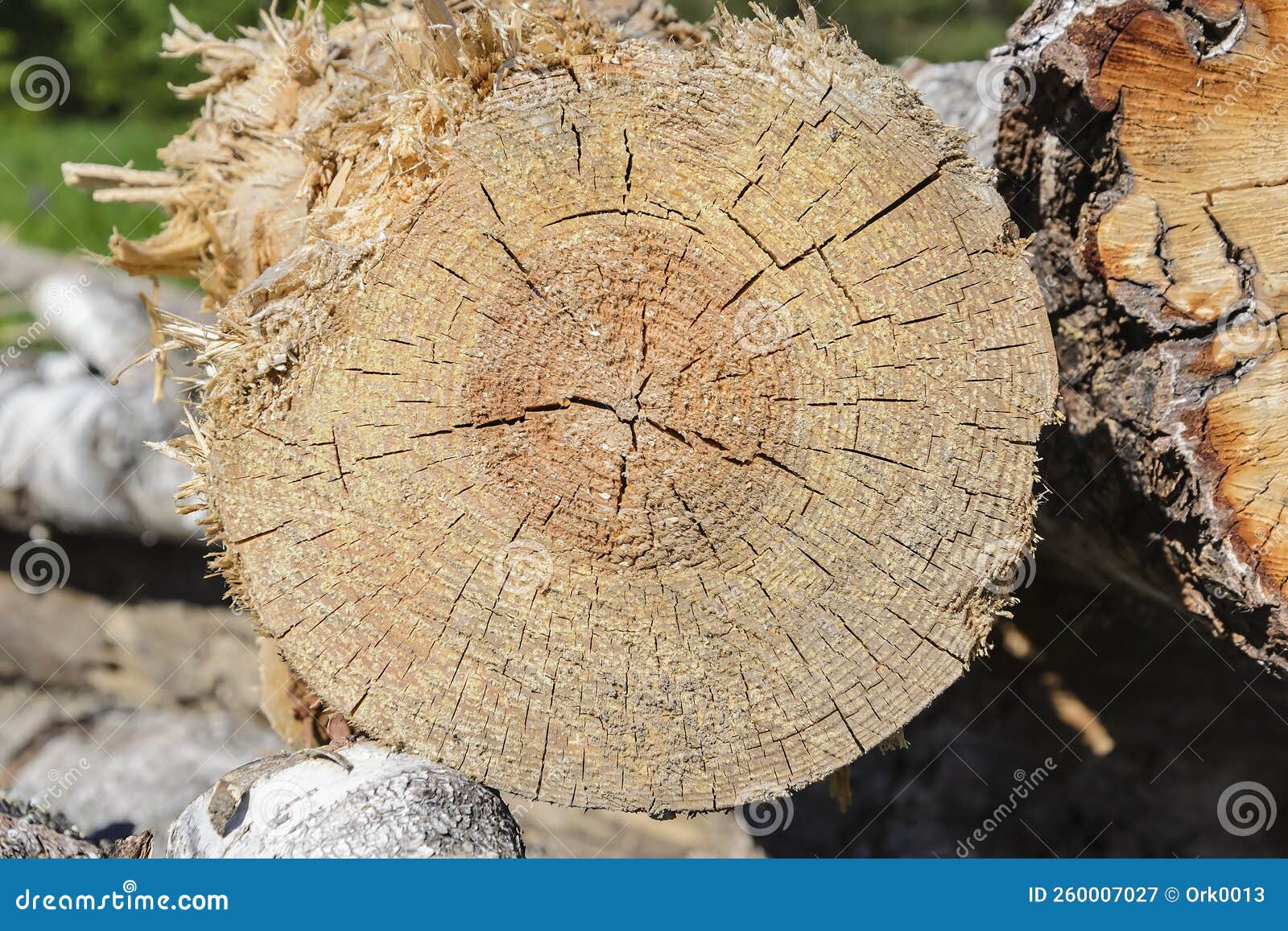 Round Section of a Tree Trunk Stock Image - Image of history, factory ...