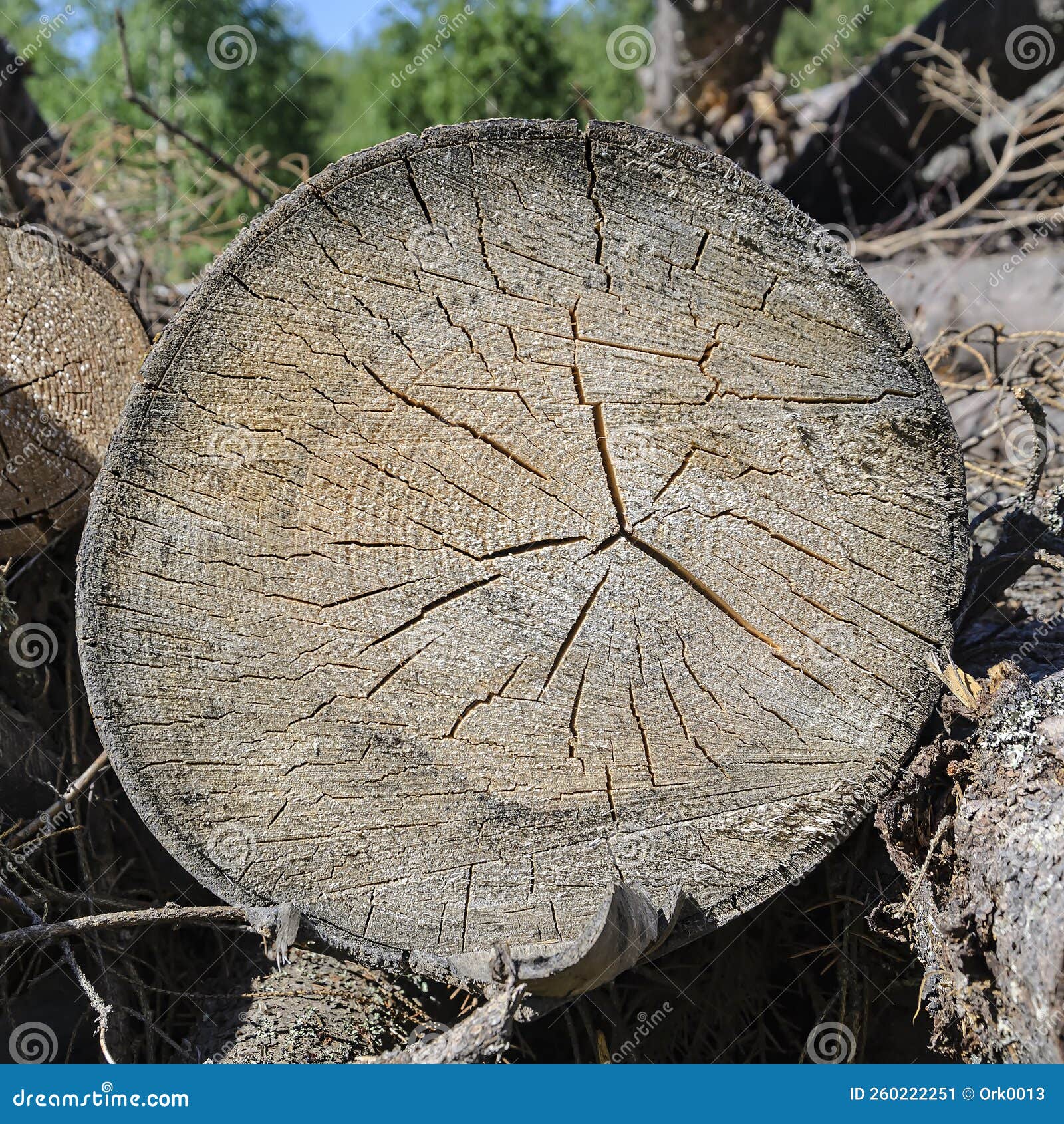 Round Section of a Tree Trunk Stock Image - Image of environmental ...