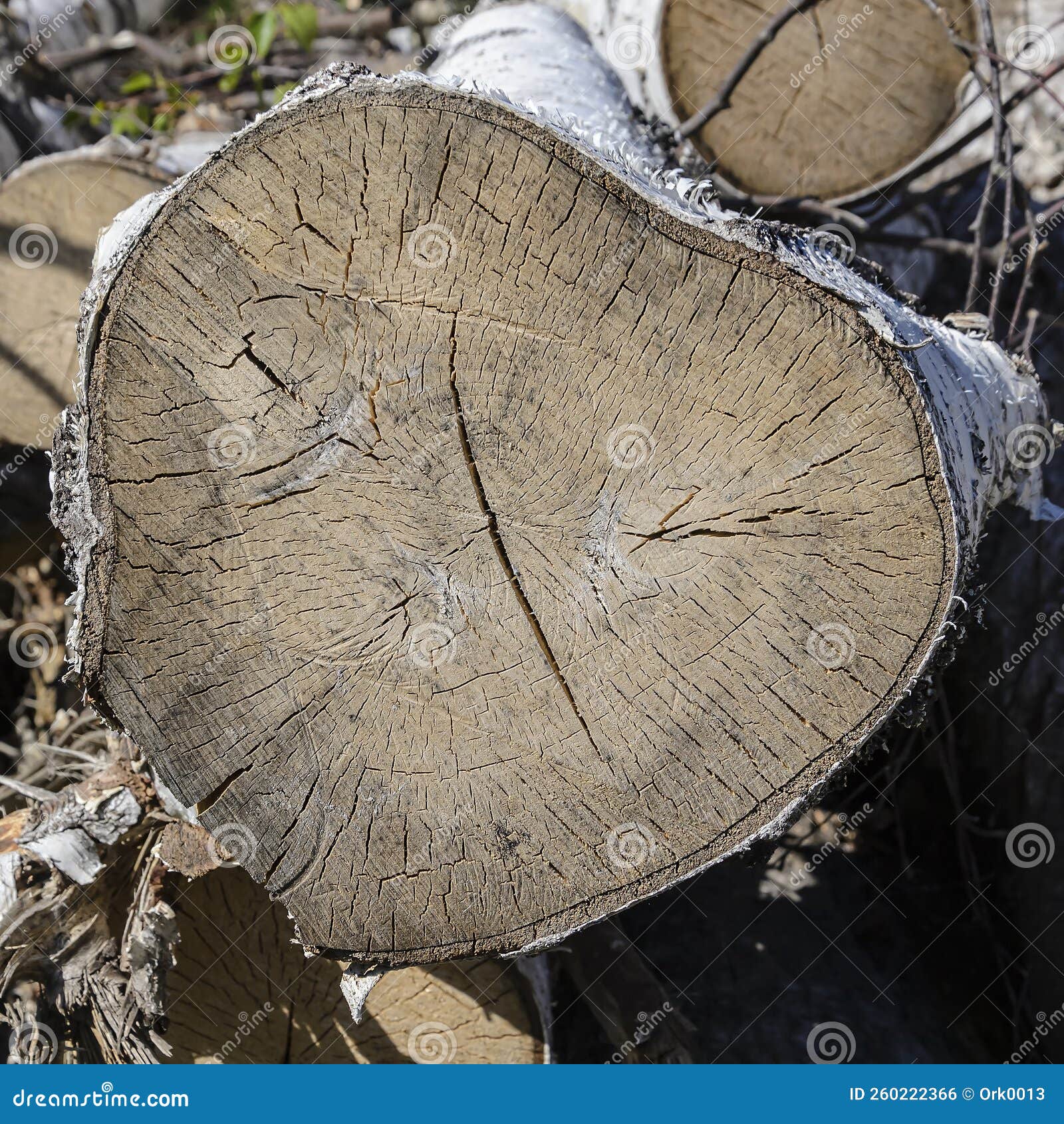 Round Section of a Tree Trunk Stock Photo - Image of material ...