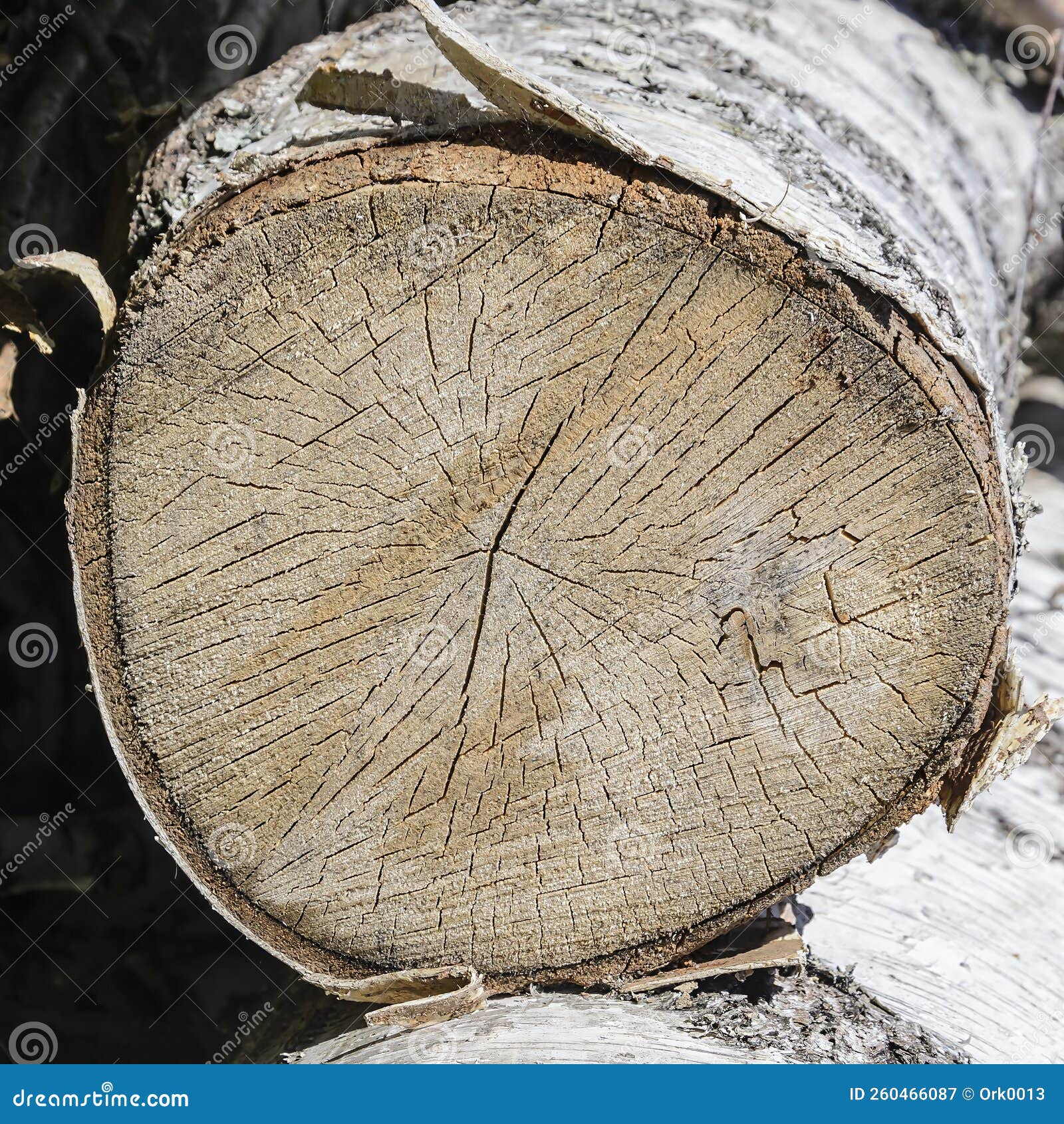 Round Section of a Tree Trunk Stock Image - Image of detailed, pile ...