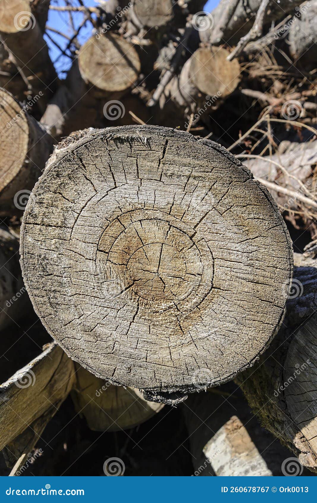 Round Section of a Tree Trunk Stock Image - Image of annual, concentric ...