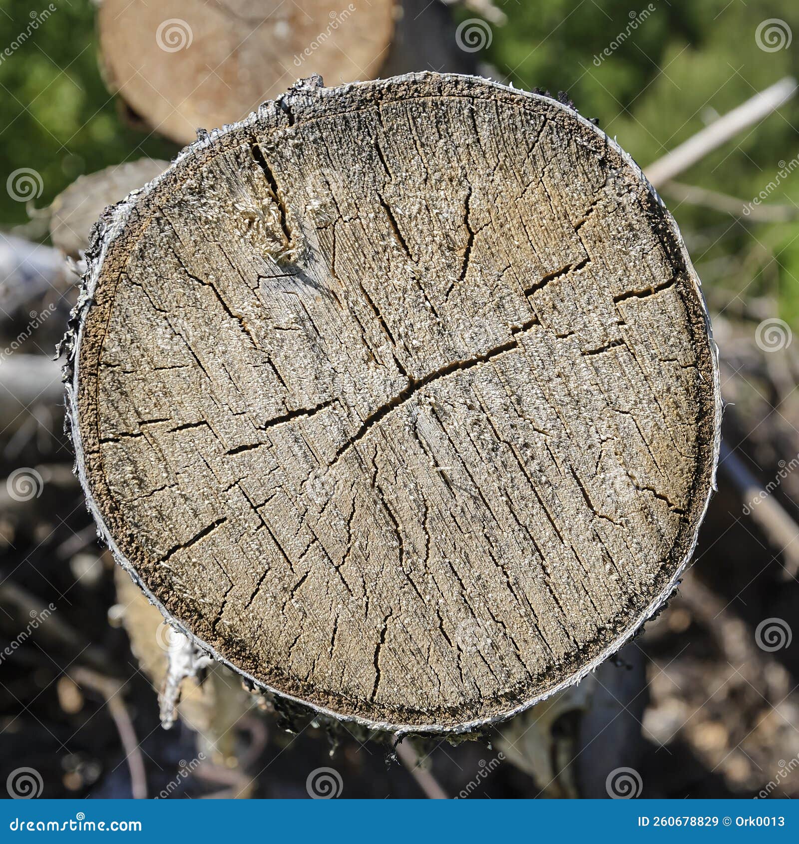 Round Section of a Tree Trunk Stock Image - Image of beam, neutral ...