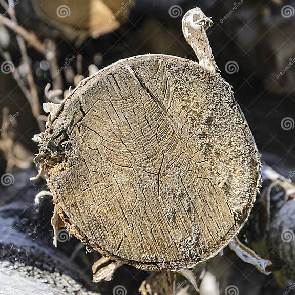 Round Section of a Tree Trunk Stock Photo - Image of lumber, conceptual ...